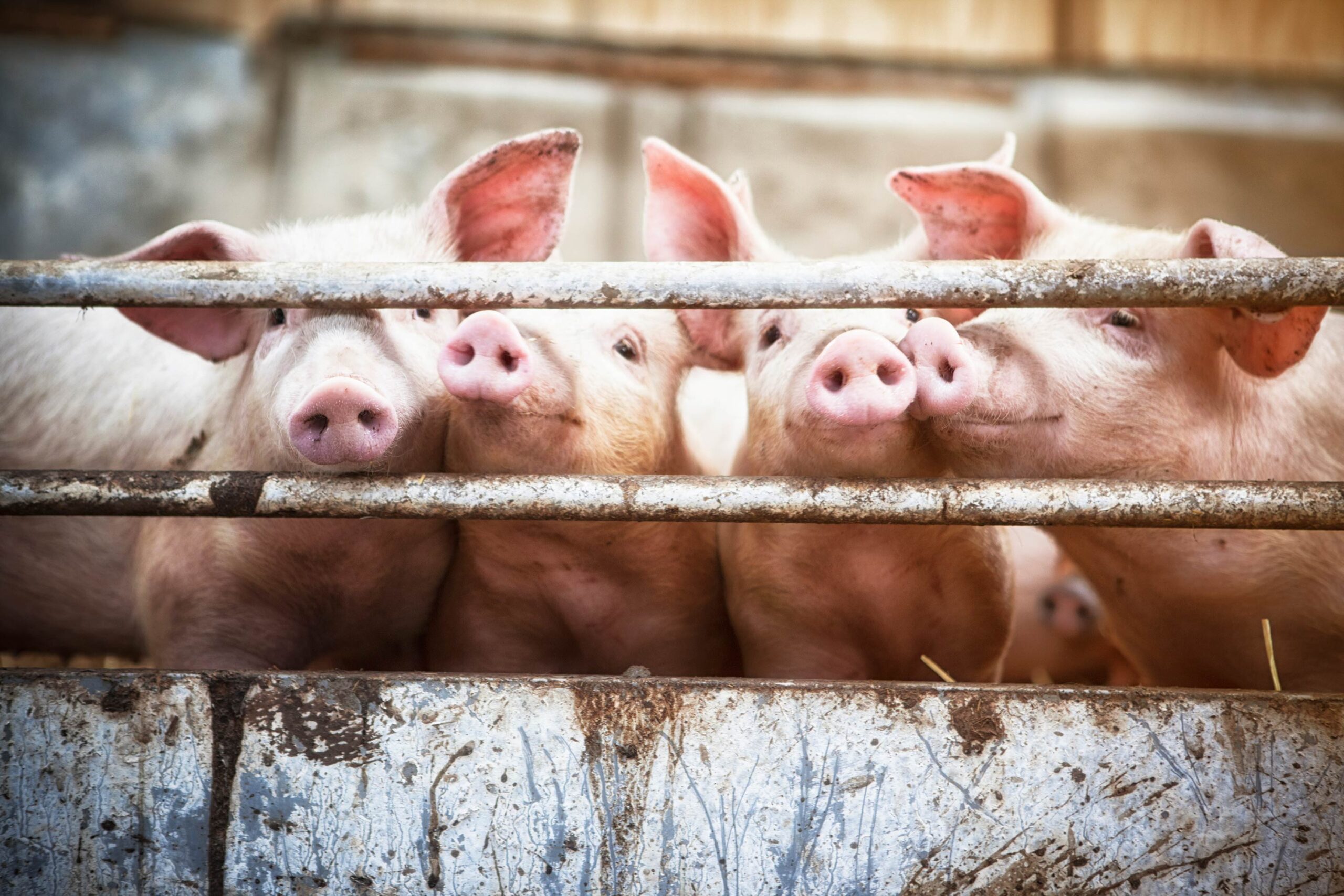Pork Prices Today, Forecasts & Market Outlook - Expana