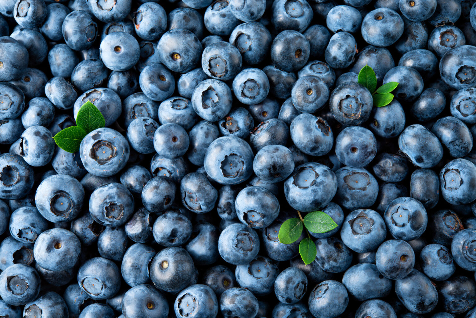 US Wild Blueberry Crop Disasters Reshape Blueberry Trade Flows