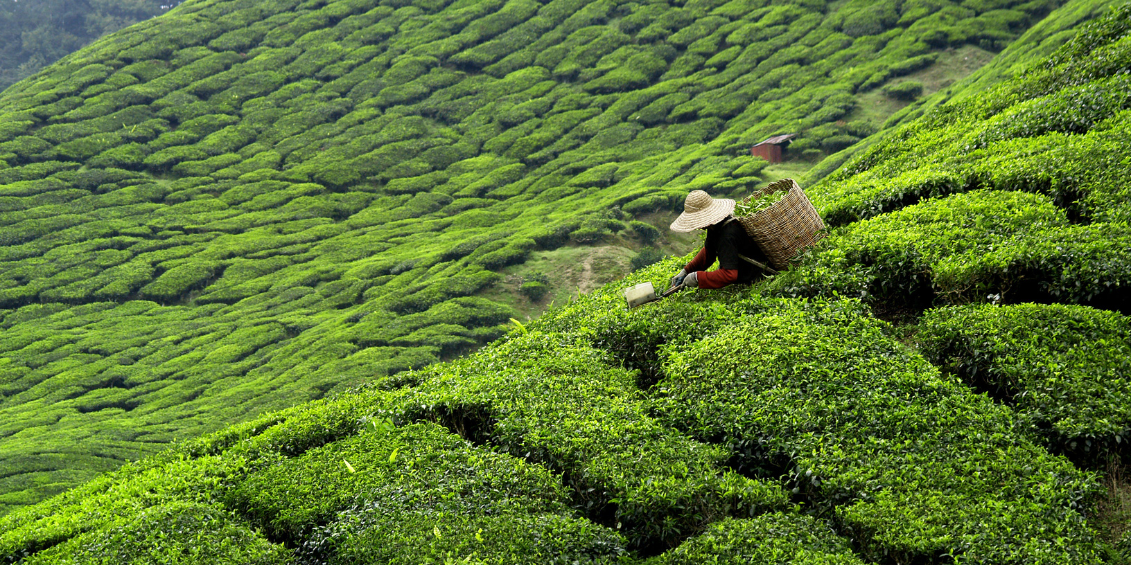 Tea Prices Diverge as India Softens, Kenya Firms, and Sri Lanka Holds ...