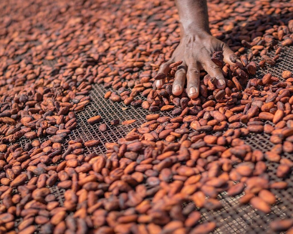 Exploring the future of tropical softs markets: Sugar, cocoa, and ...
